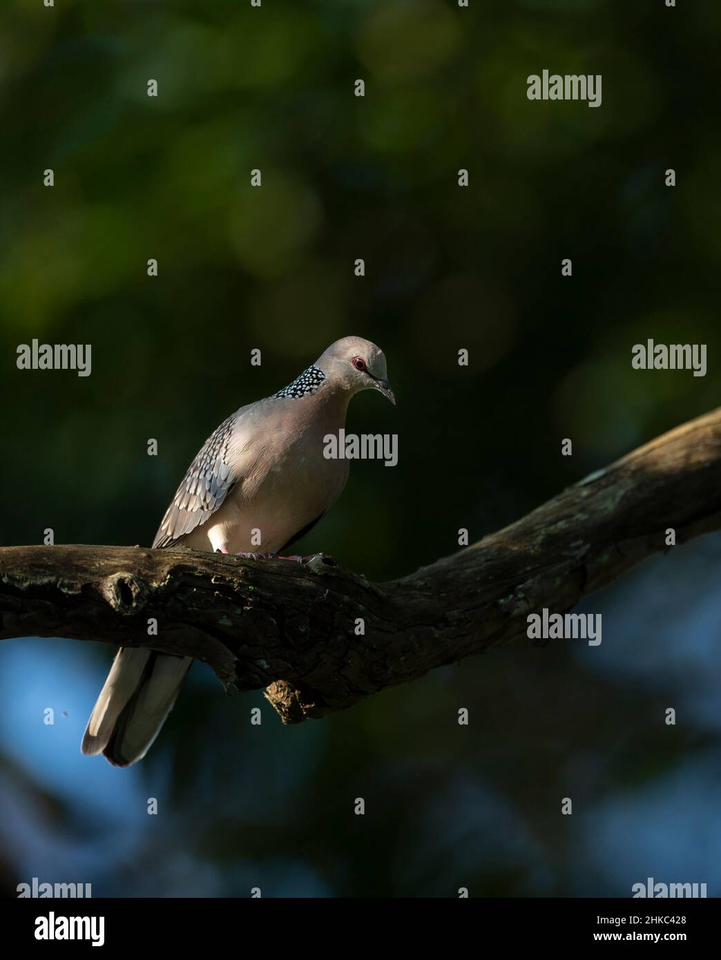 Spotted dove- lights and darks Stock Photo - Alamy