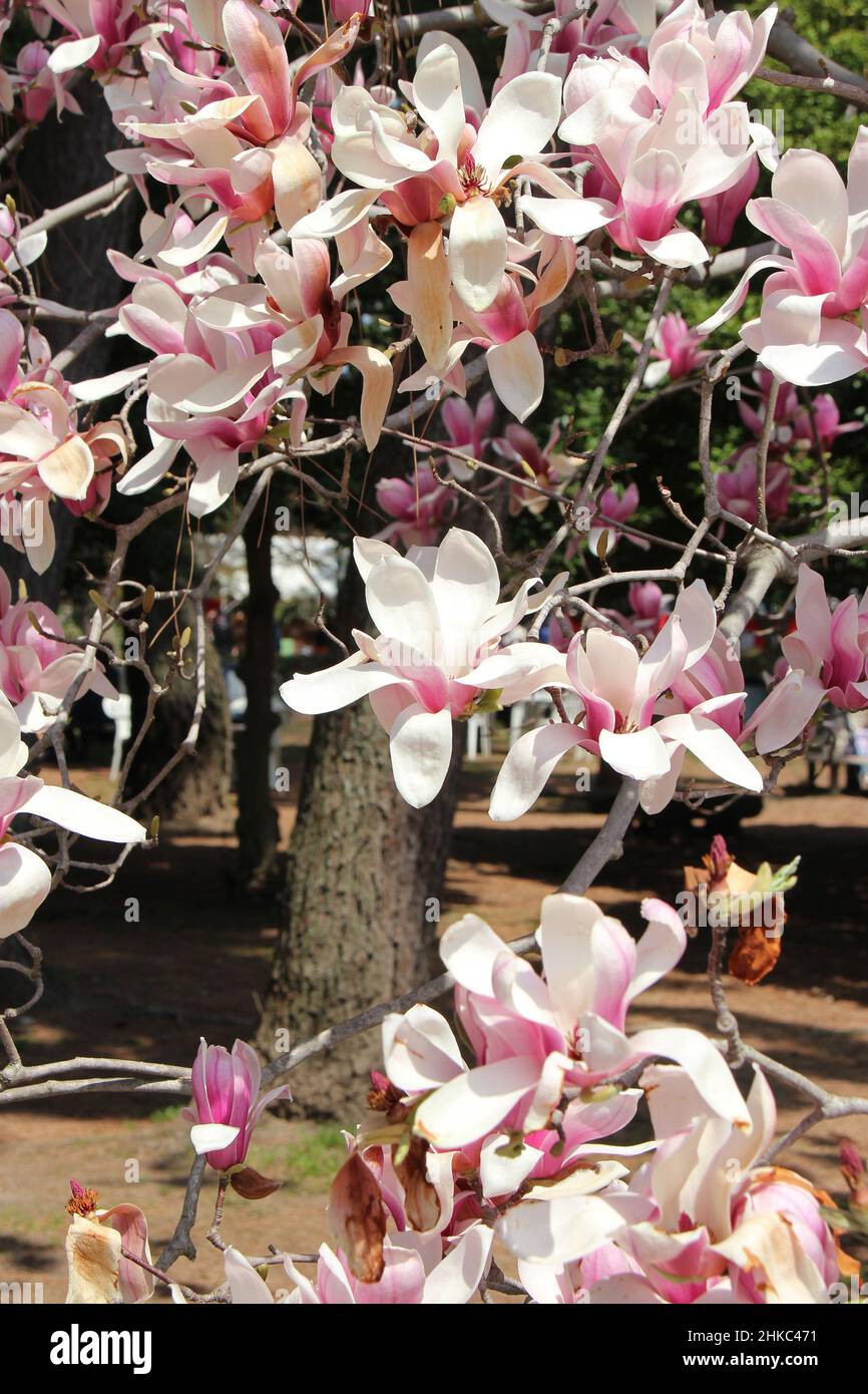 blooming magnolia in kyoto in japan Stock Photo - Alamy