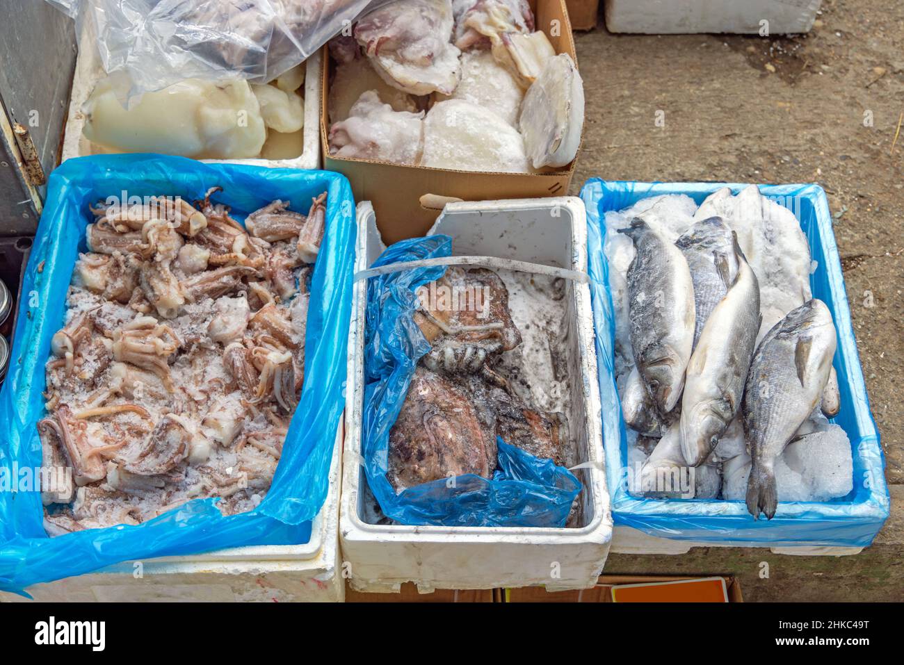 Frozen Octopus Squid Fish Seafood in Crates With Ice Stock Photo - Alamy