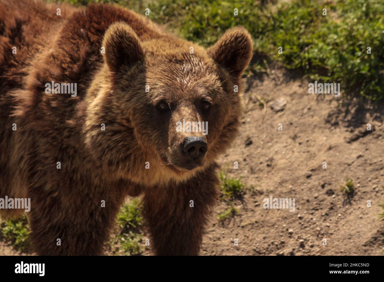 European brown bear, male Stock Photo - Alamy