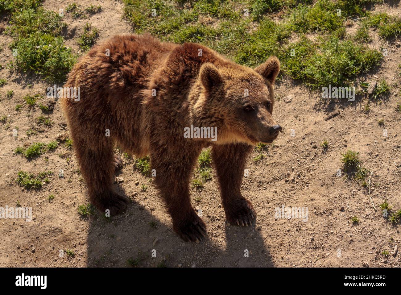 European brown bear, male Stock Photo - Alamy