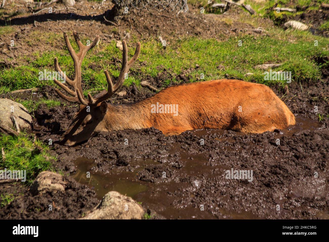 Red deer taking a mud bath Stock Photo - Alamy