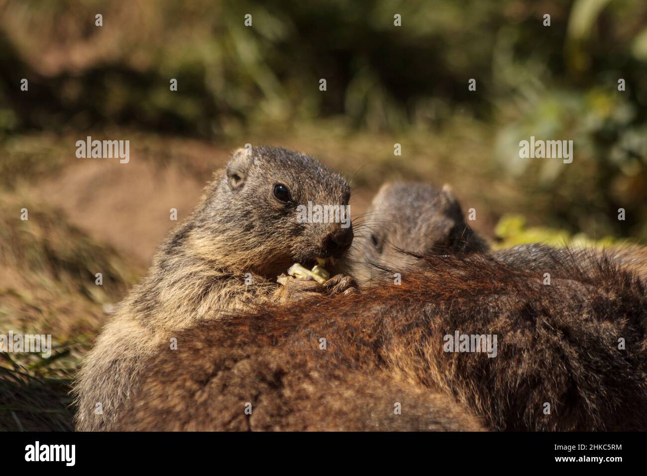Alpine marmot, Marmota marmota, nibbling on some food (close up Stock ...