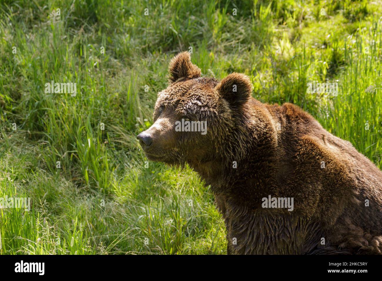 Close up from high viewpoint of a male brown bear Stock Photo - Alamy