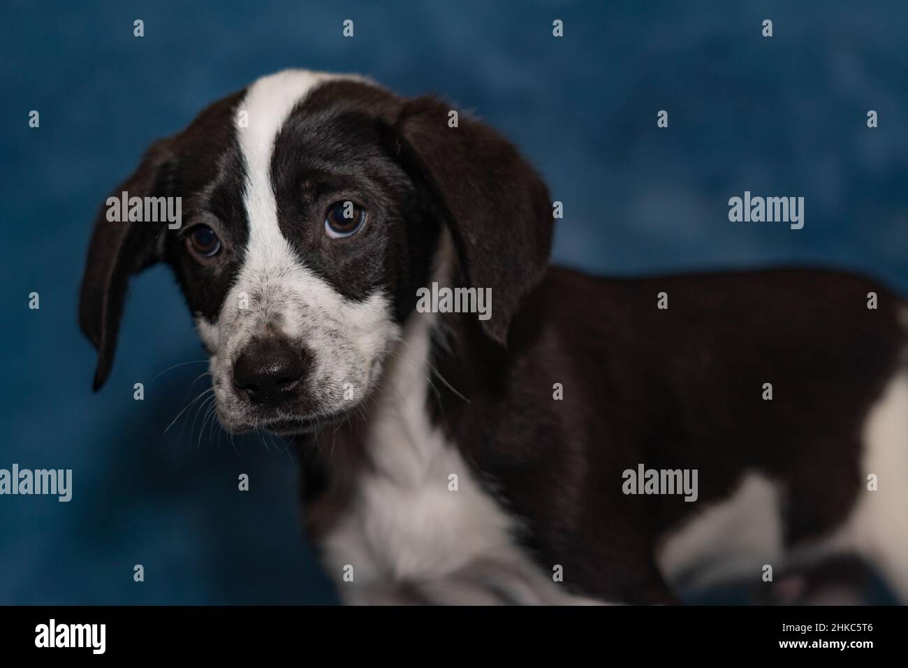 border collie cross puppy close up Stock Photo - Alamy