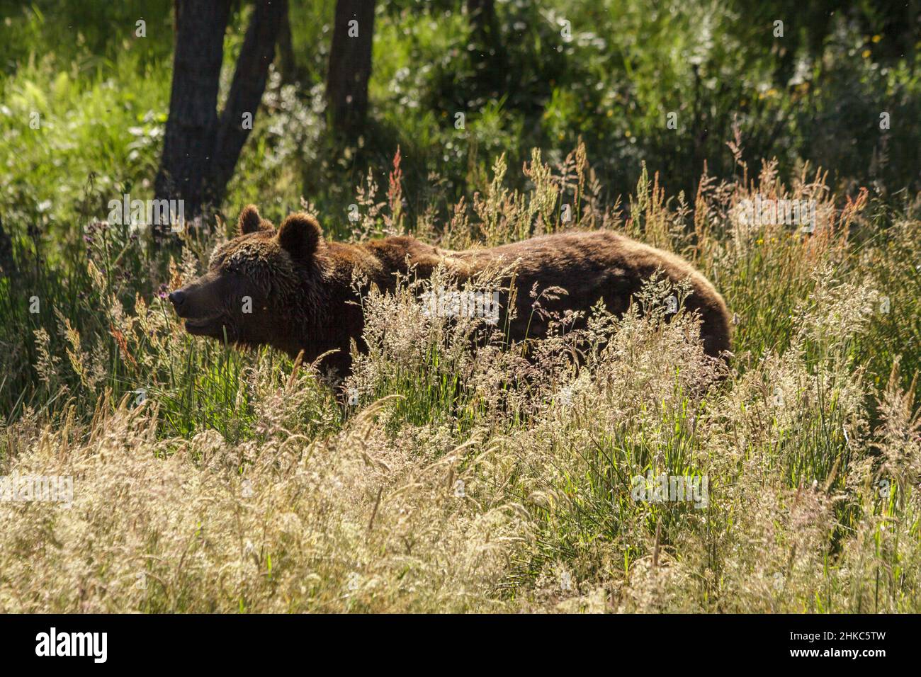 European brown bear, male Stock Photo - Alamy
