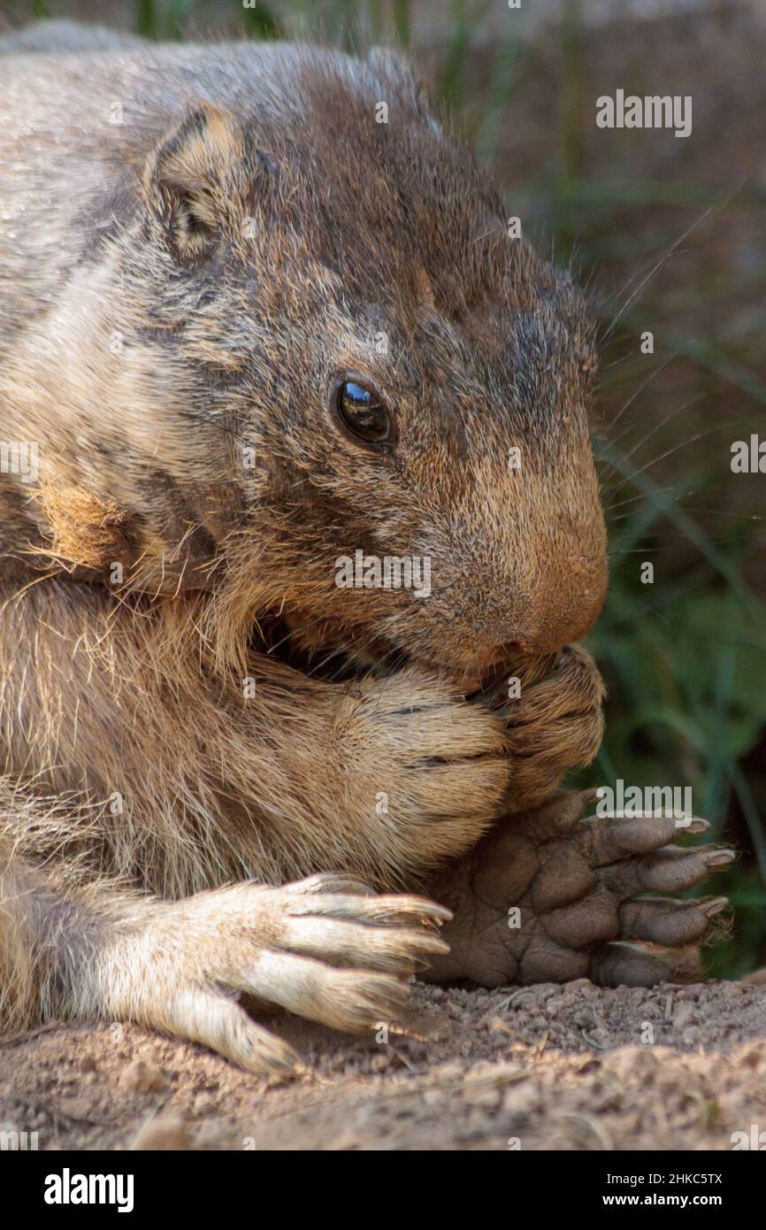 Alpine marmot marmota feeding hi-res stock photography and images - Alamy
