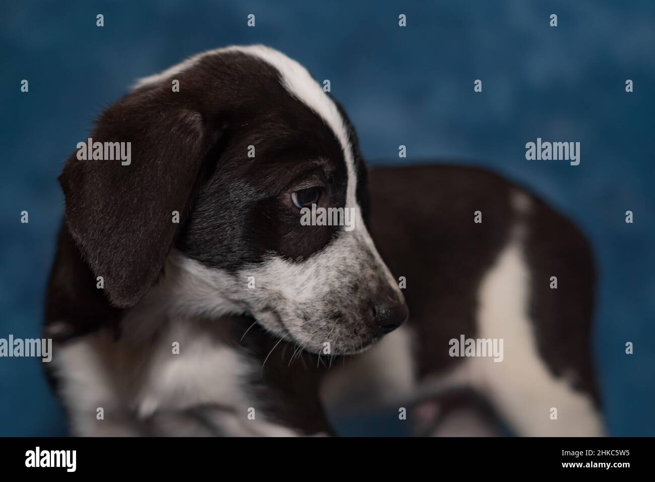 border collie cross puppy close up Stock Photo - Alamy