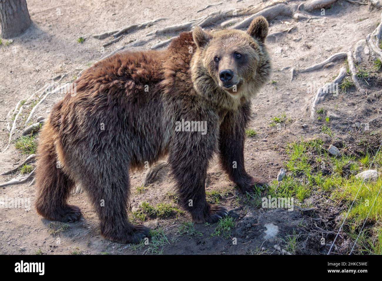 European brown bear, male Stock Photo - Alamy