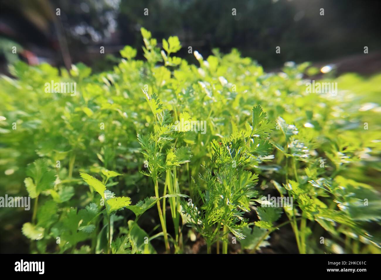 Green Coriander leaves in a farm Stock Photo - Alamy