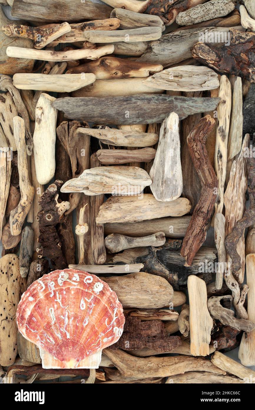 Driftwood and scallop sea shell abstract seaside art background ...