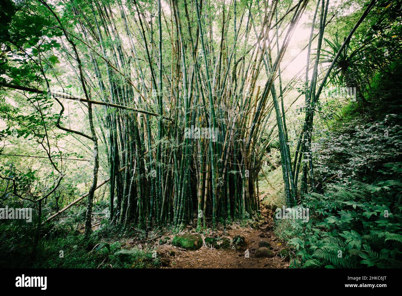 Massive Bamboo Cluster Emerges from Tropical Jungle Stock Photo - Alamy