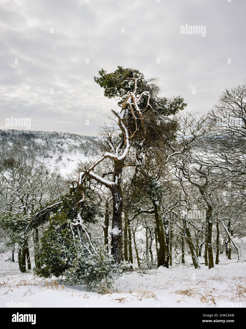 Storm damage to trees following heavy snowfall in Hole of Horcum ...