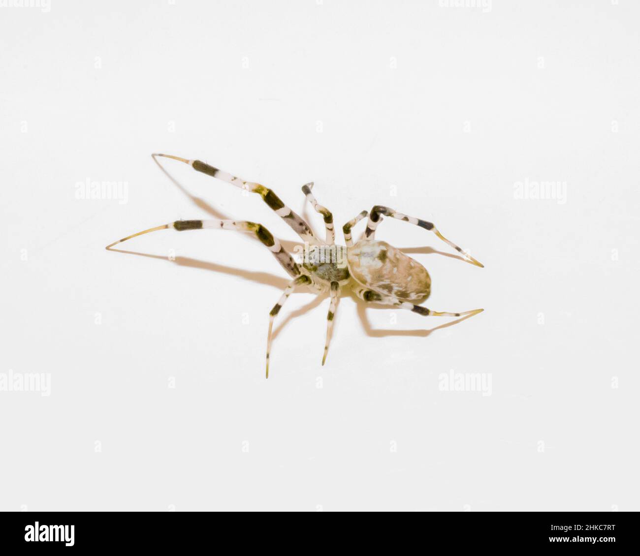 YELLOW SPIDER WITH LONG LEGS Stock Photo - Alamy
