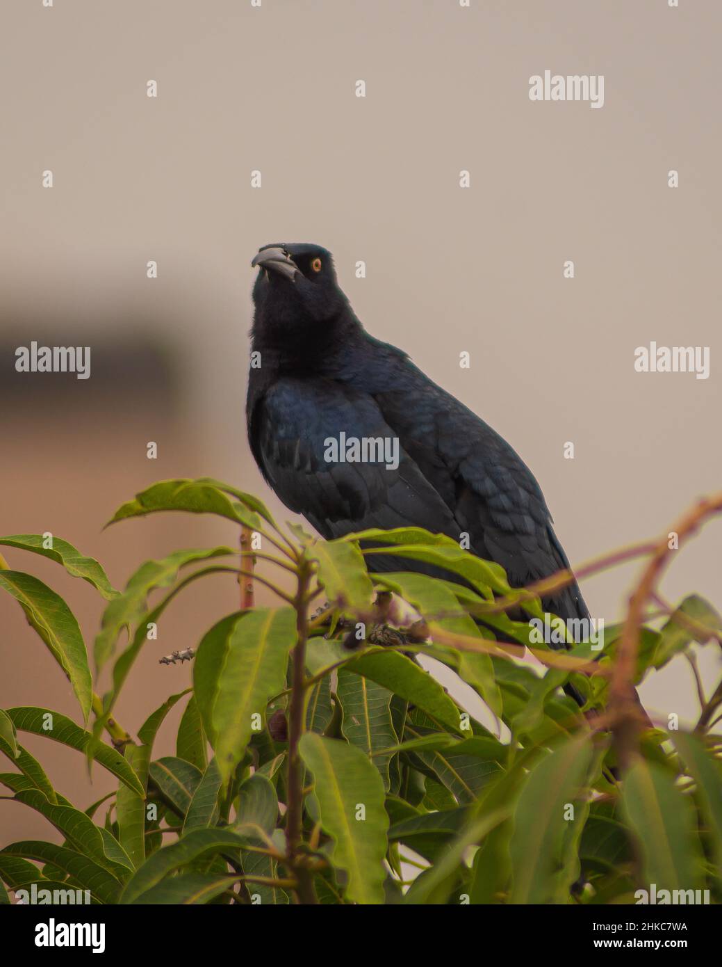 blackbird looking at the center of the camera Stock Photo - Alamy