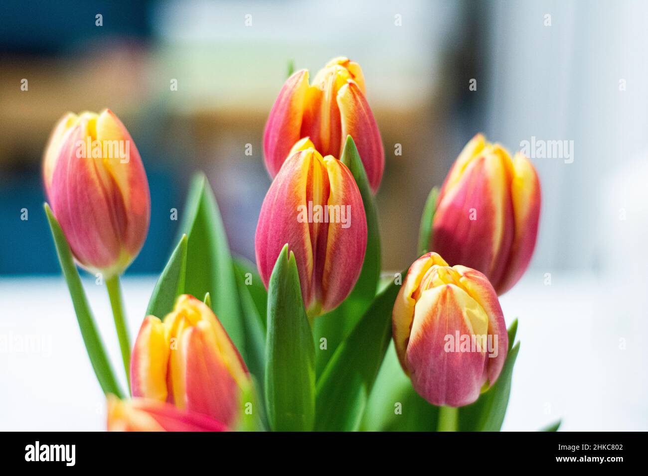 Beautiful tulip closeup. Detailed view of multiple tullips. A bouquet ...