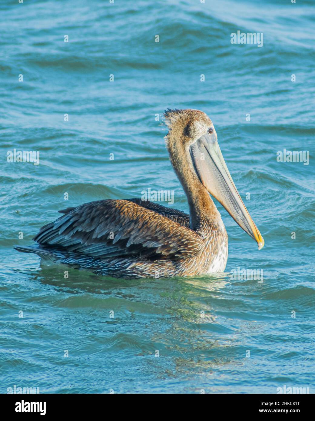 Pelican floating in the water Stock Photo - Alamy