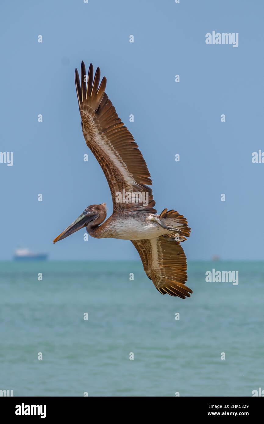 flying pelican with open wings Stock Photo - Alamy