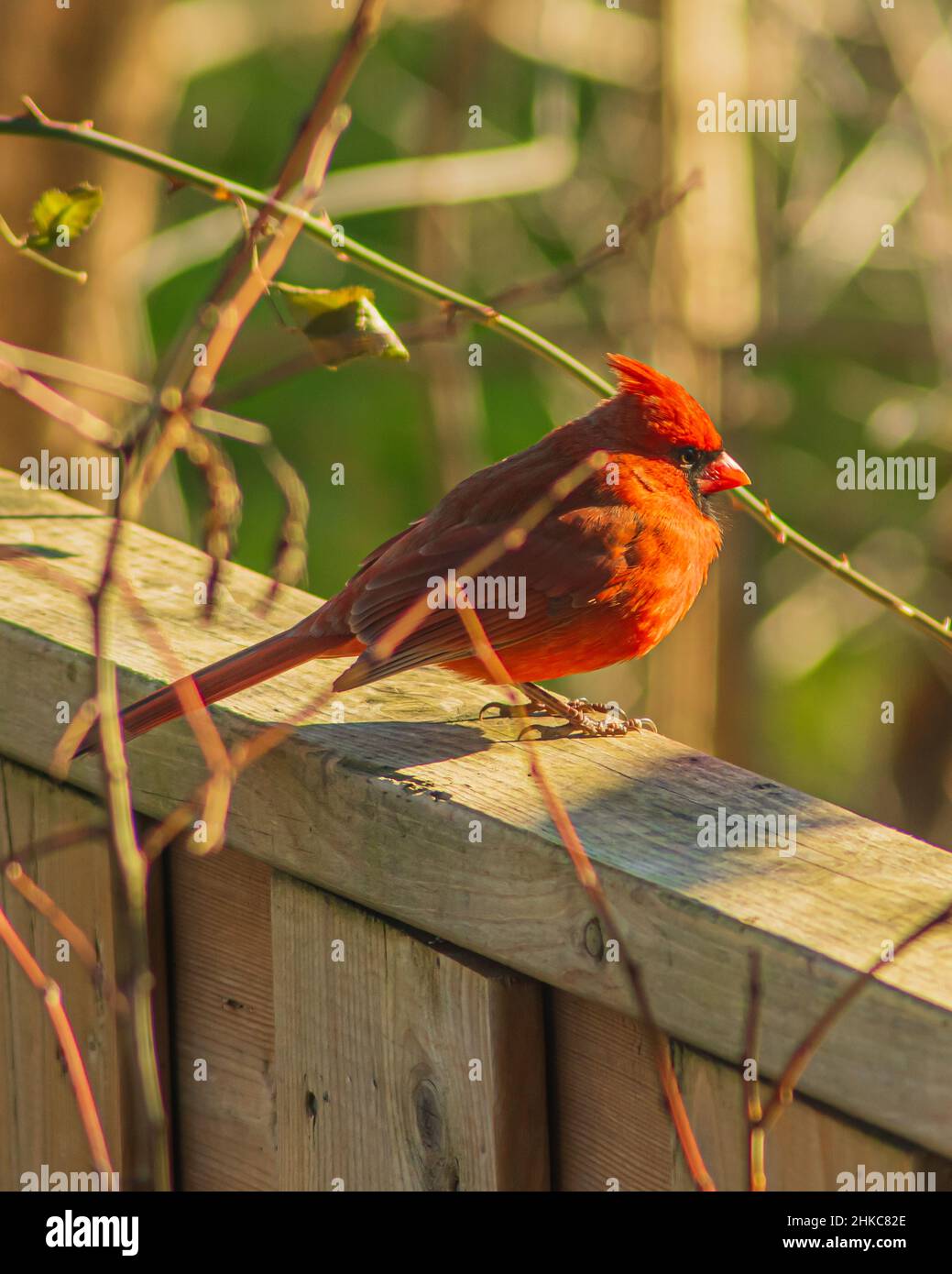 The northern cardinal in the garden Stock Photo - Alamy