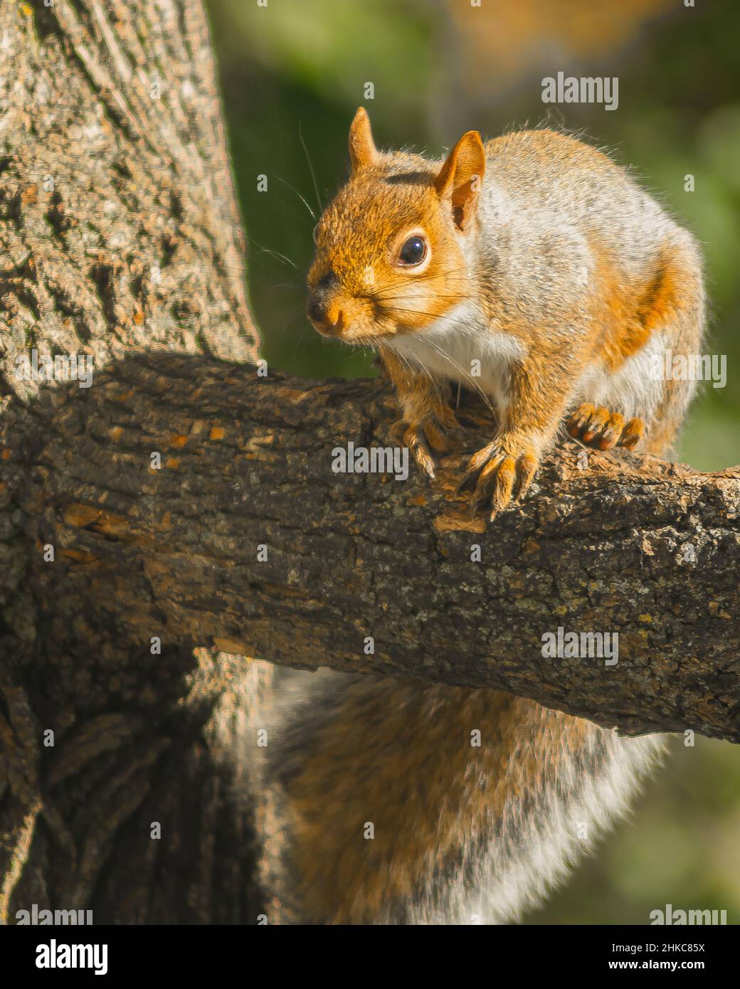 Squirrel ready to jump off the branch Stock Photo - Alamy