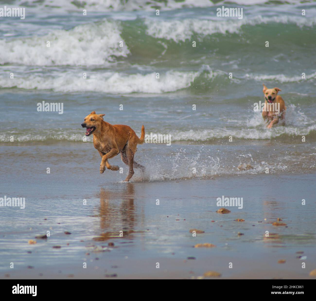 Dogs running on the beach Stock Photo - Alamy