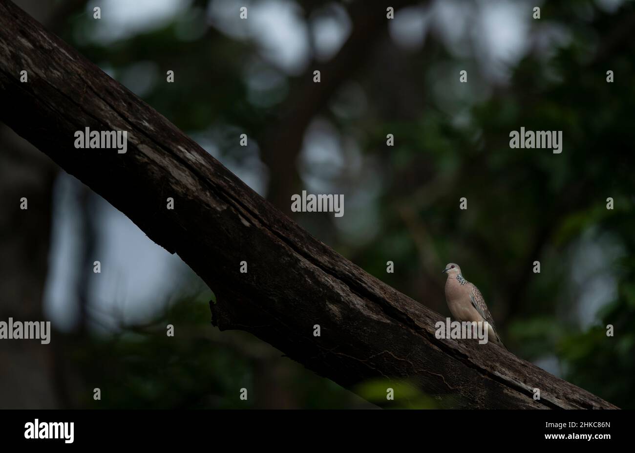 Spotted dove- lights and darks Stock Photo - Alamy