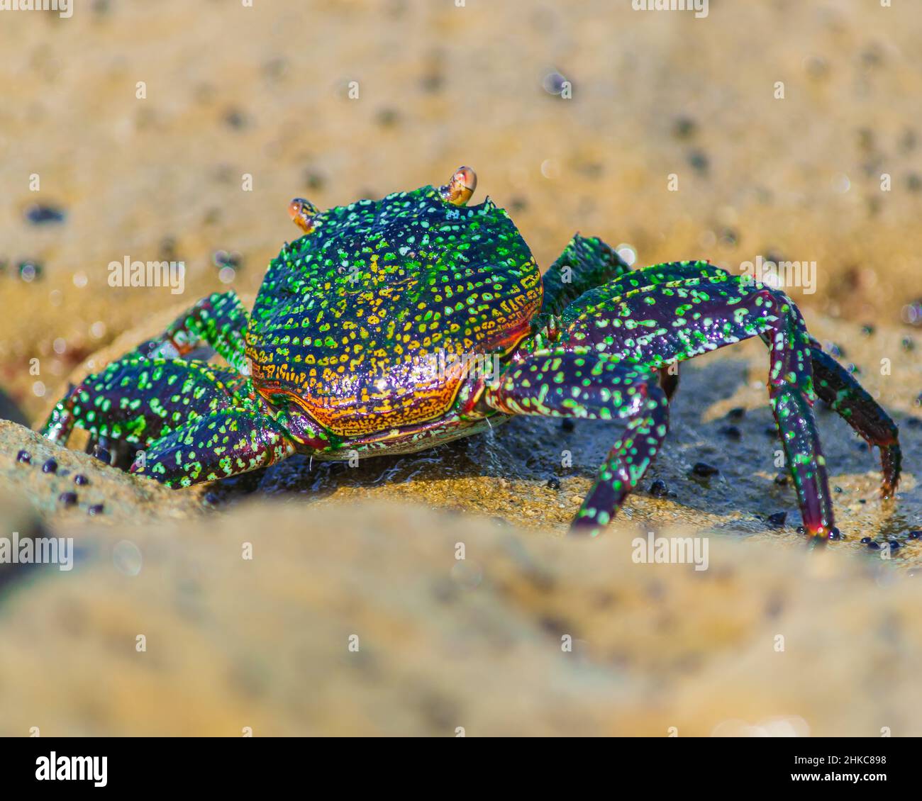 Back crab on the rocks Stock Photo - Alamy