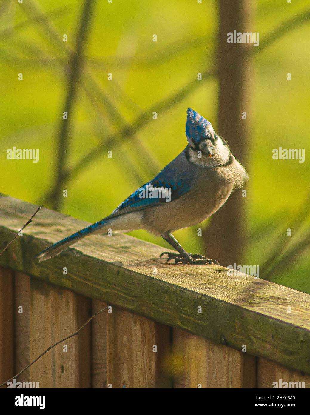 Blue jay in the garden Stock Photo - Alamy