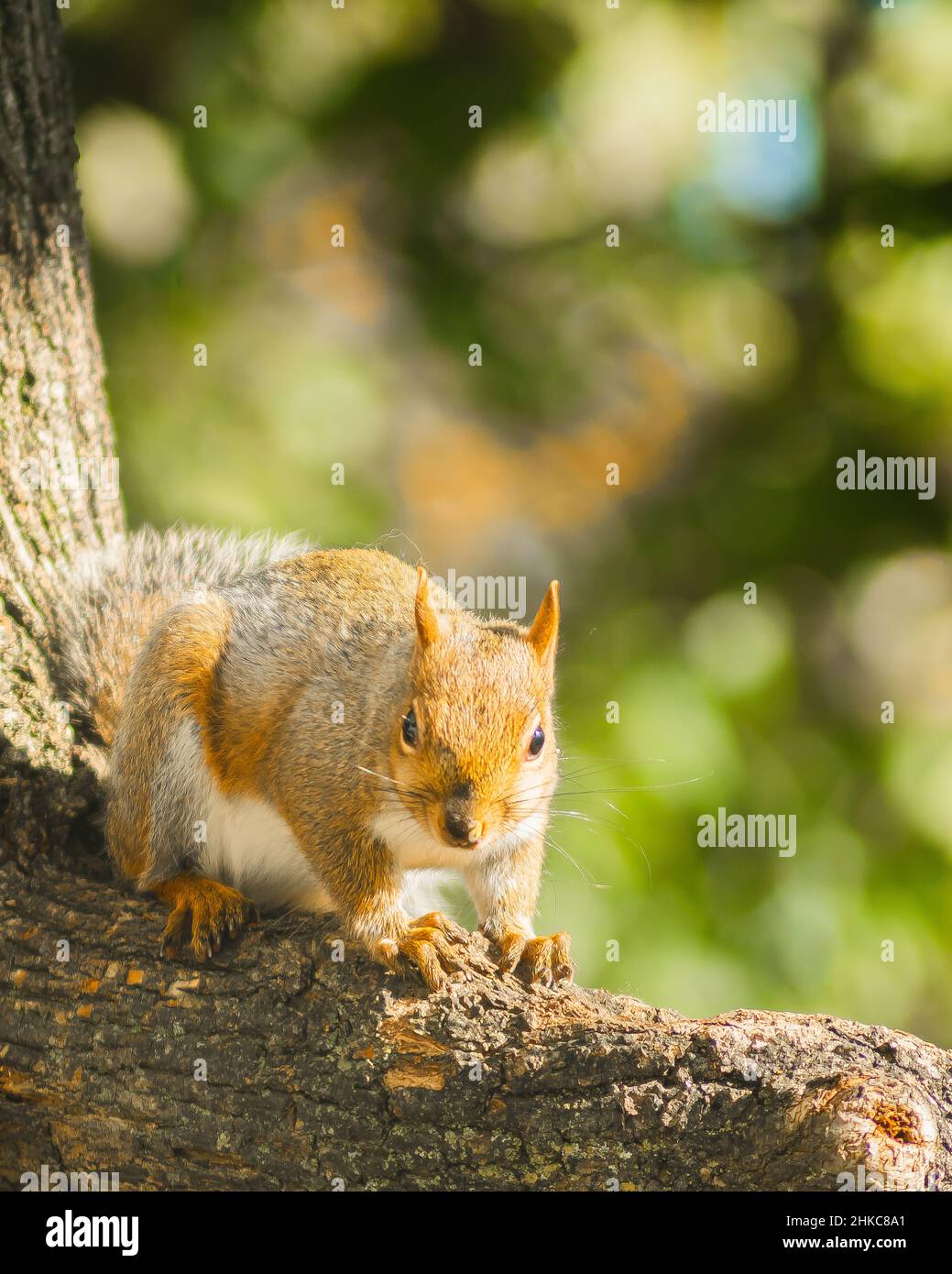 Alone squirrel hi-res stock photography and images - Alamy
