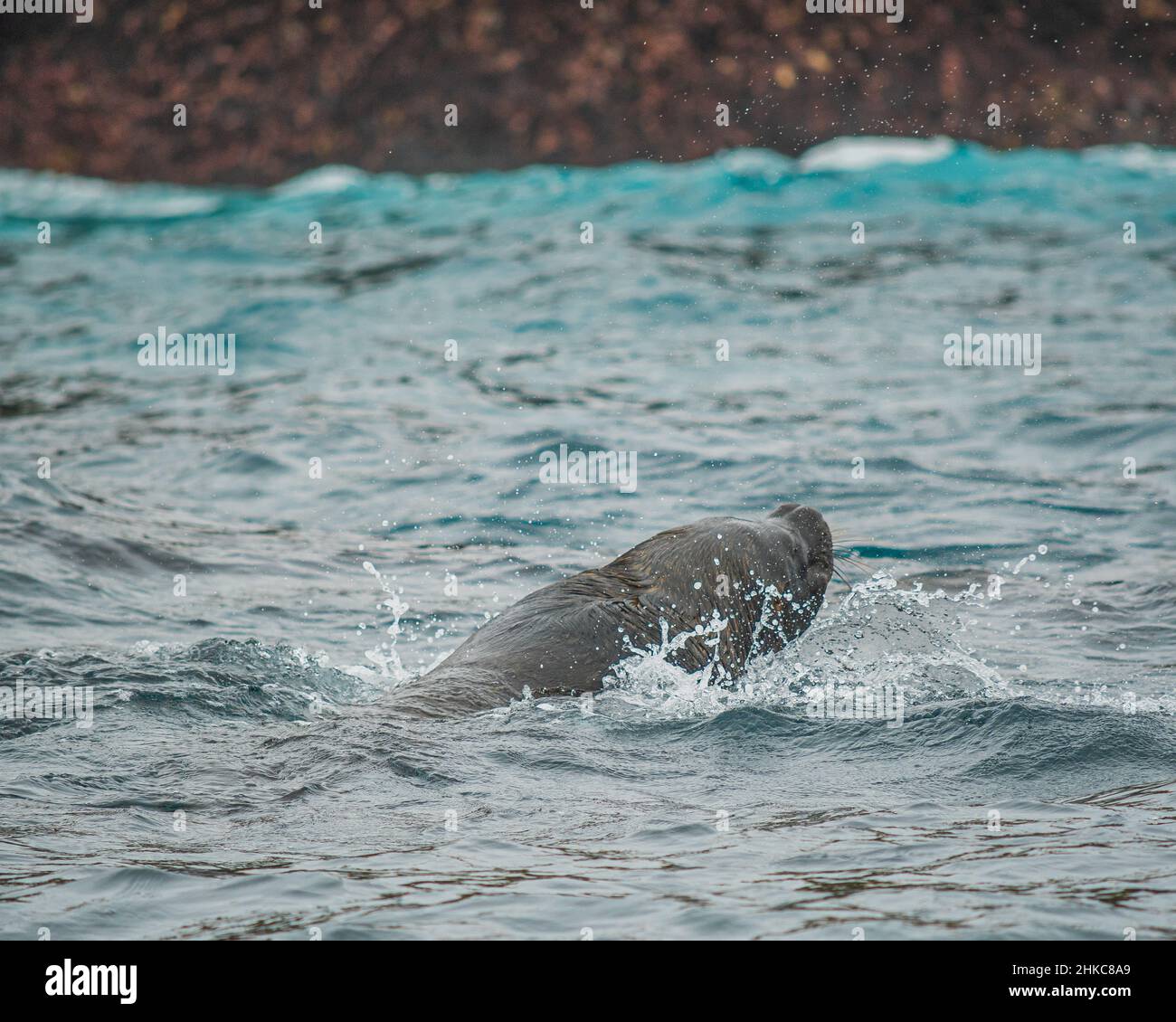 Sea swimming waves hi-res stock photography and images - Alamy