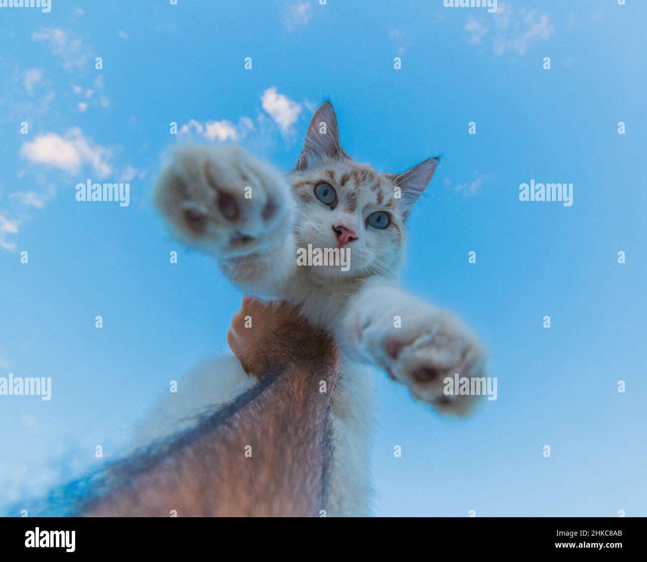 Hand raising a cat at day Stock Photo - Alamy