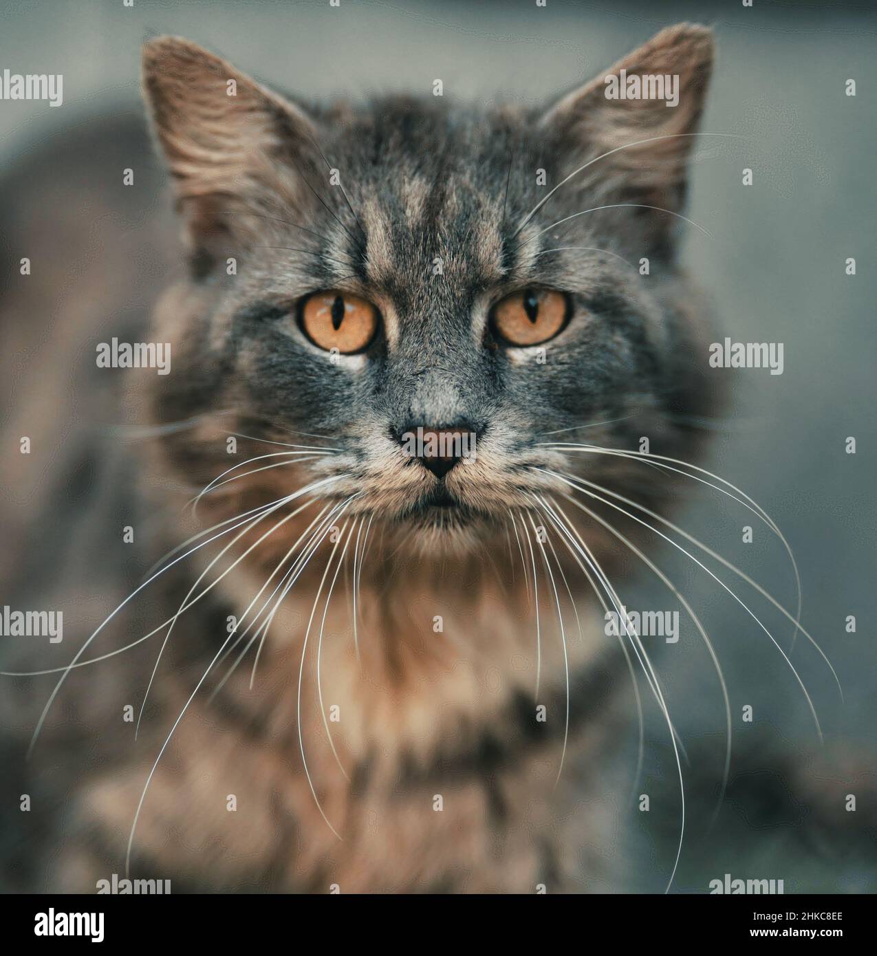 look cat animal beautiful portrait Stock Photo - Alamy