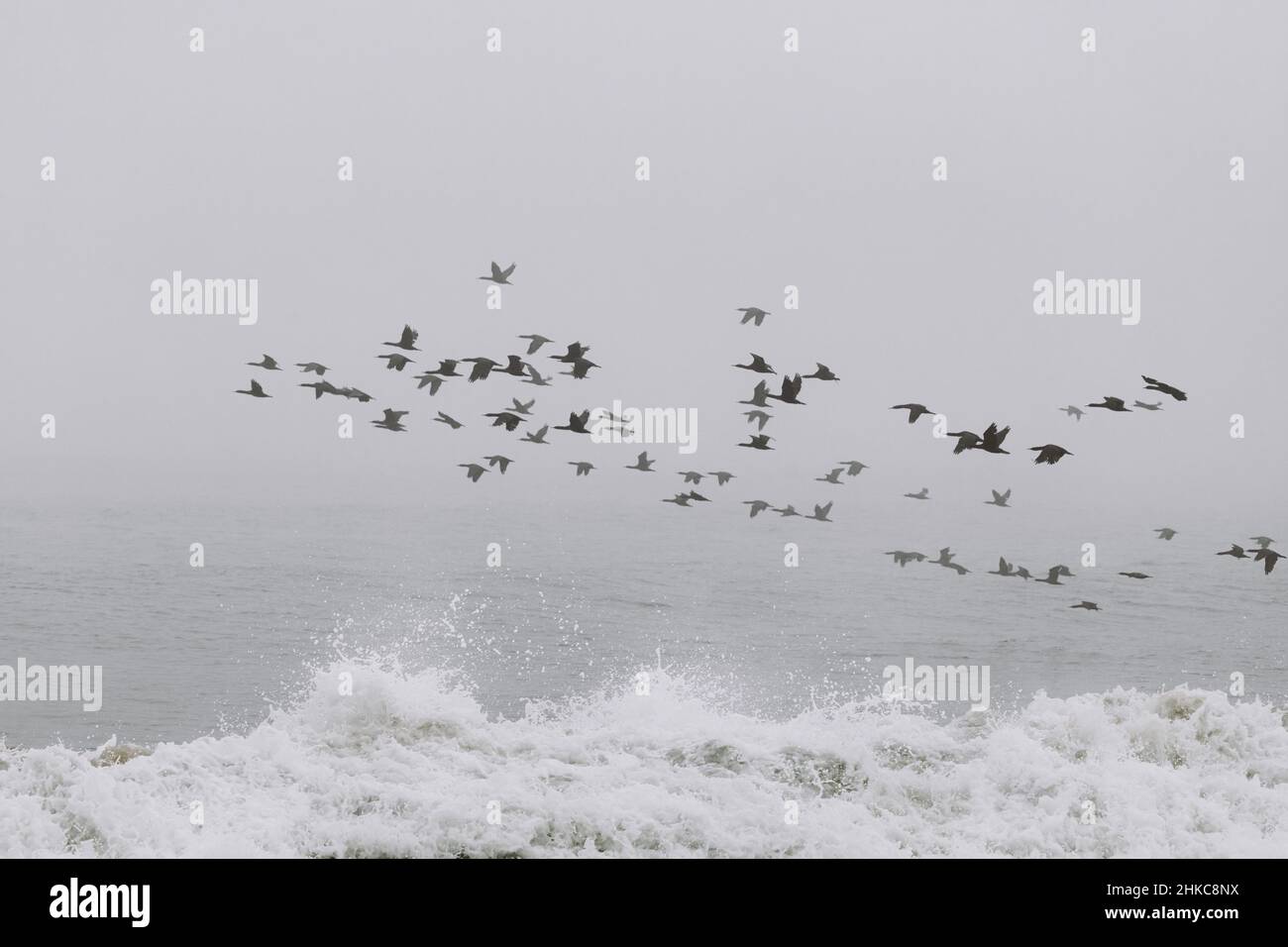 Flock of birds flying through the fog Stock Photo - Alamy