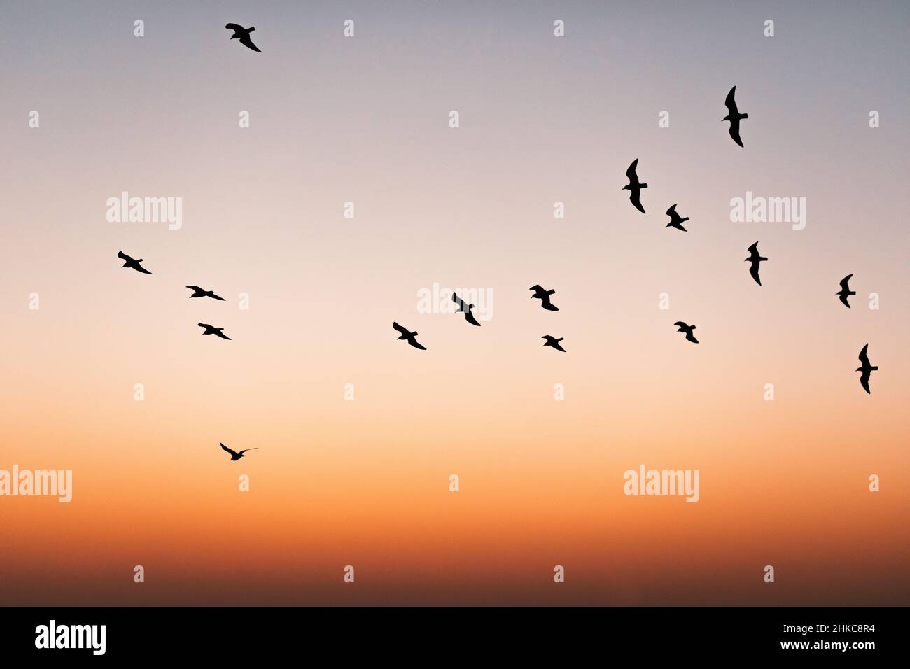 Fauna sunset hi-res stock photography and images - Alamy