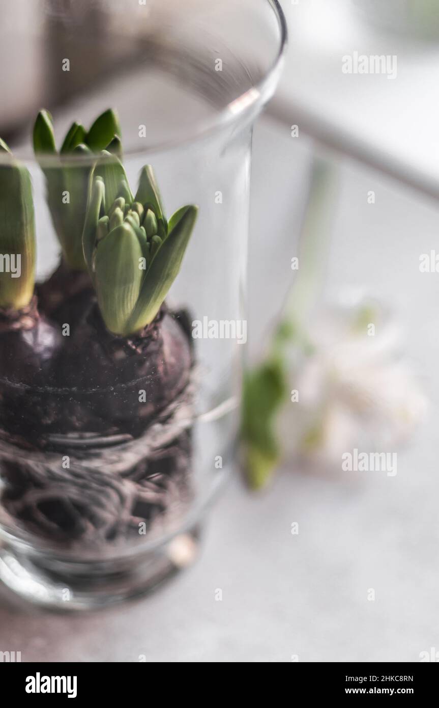 Plant roots glass vase hi-res stock photography and images - Alamy