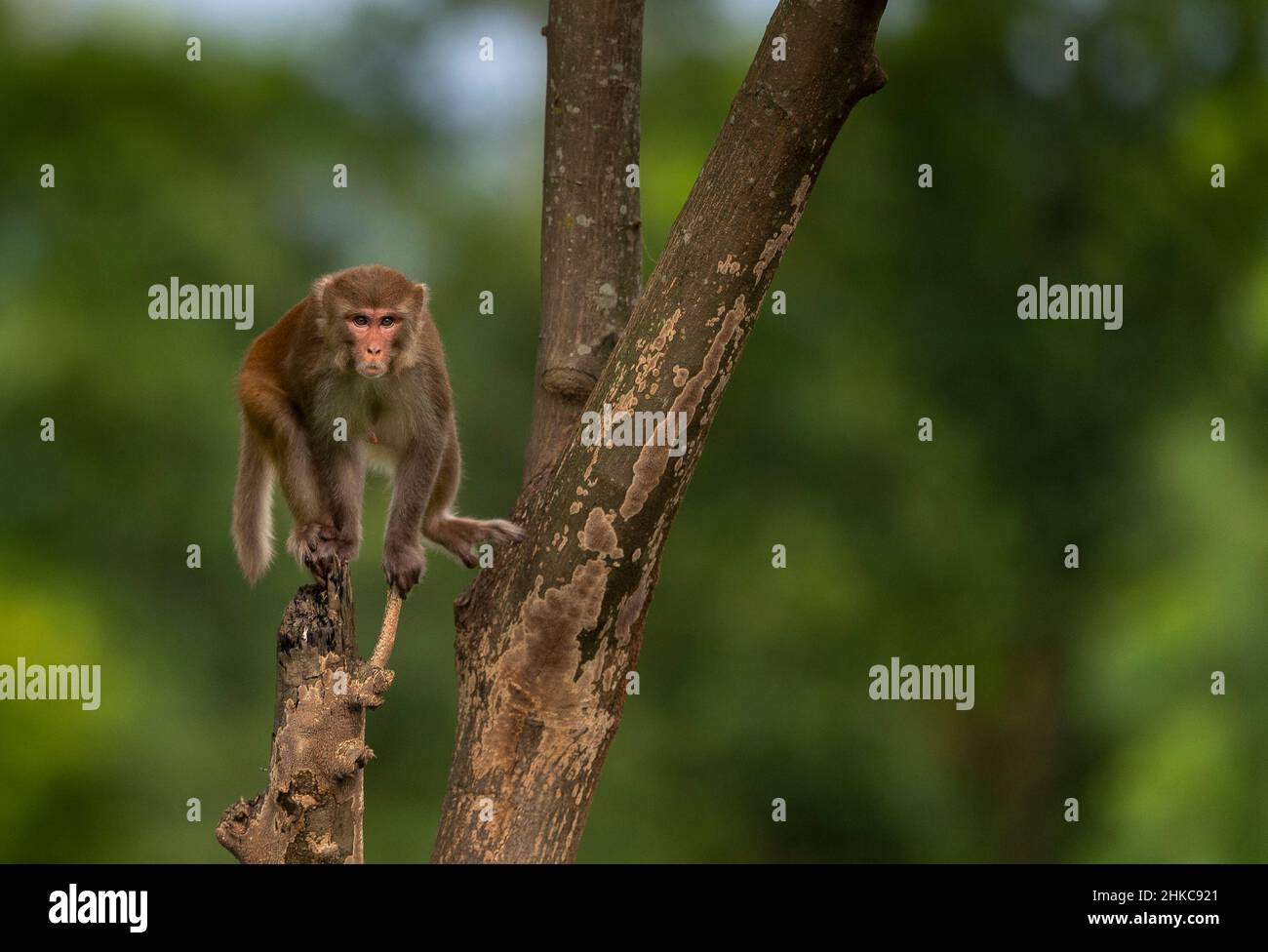Monkey jim corbett hi-res stock photography and images - Alamy