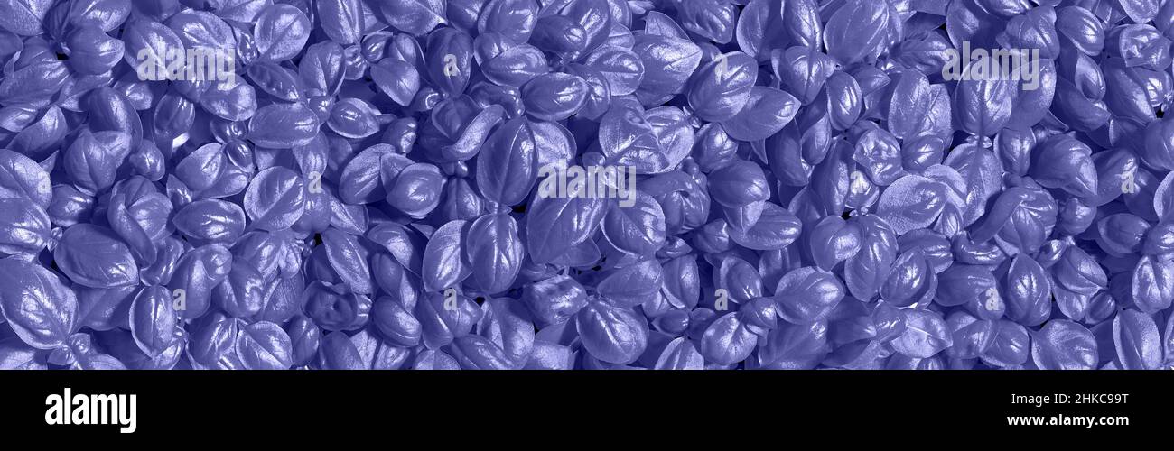 Blue violet fresh basil leaves background. Wide image of growing basil ...