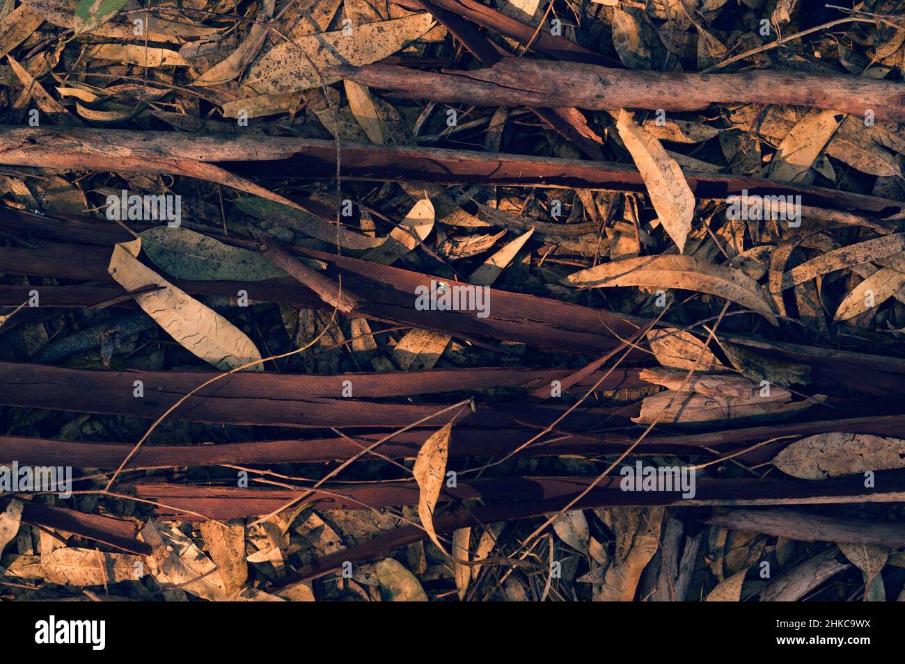 Textured Gum tree Bark euqualipt for background or screen saver close ...