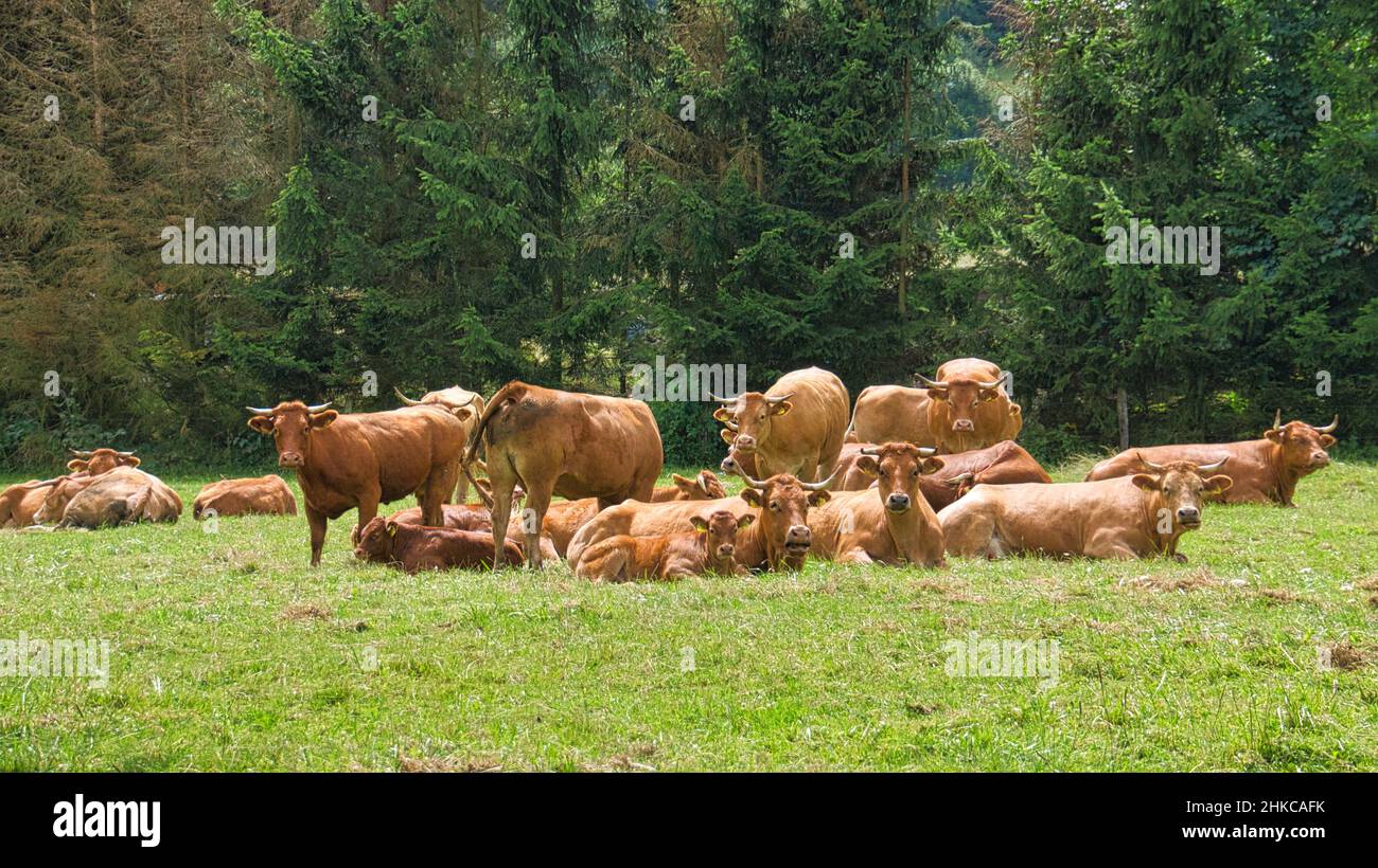 Herd of cows in a meadow. Brown farm animals lying relaxed in the grass ...