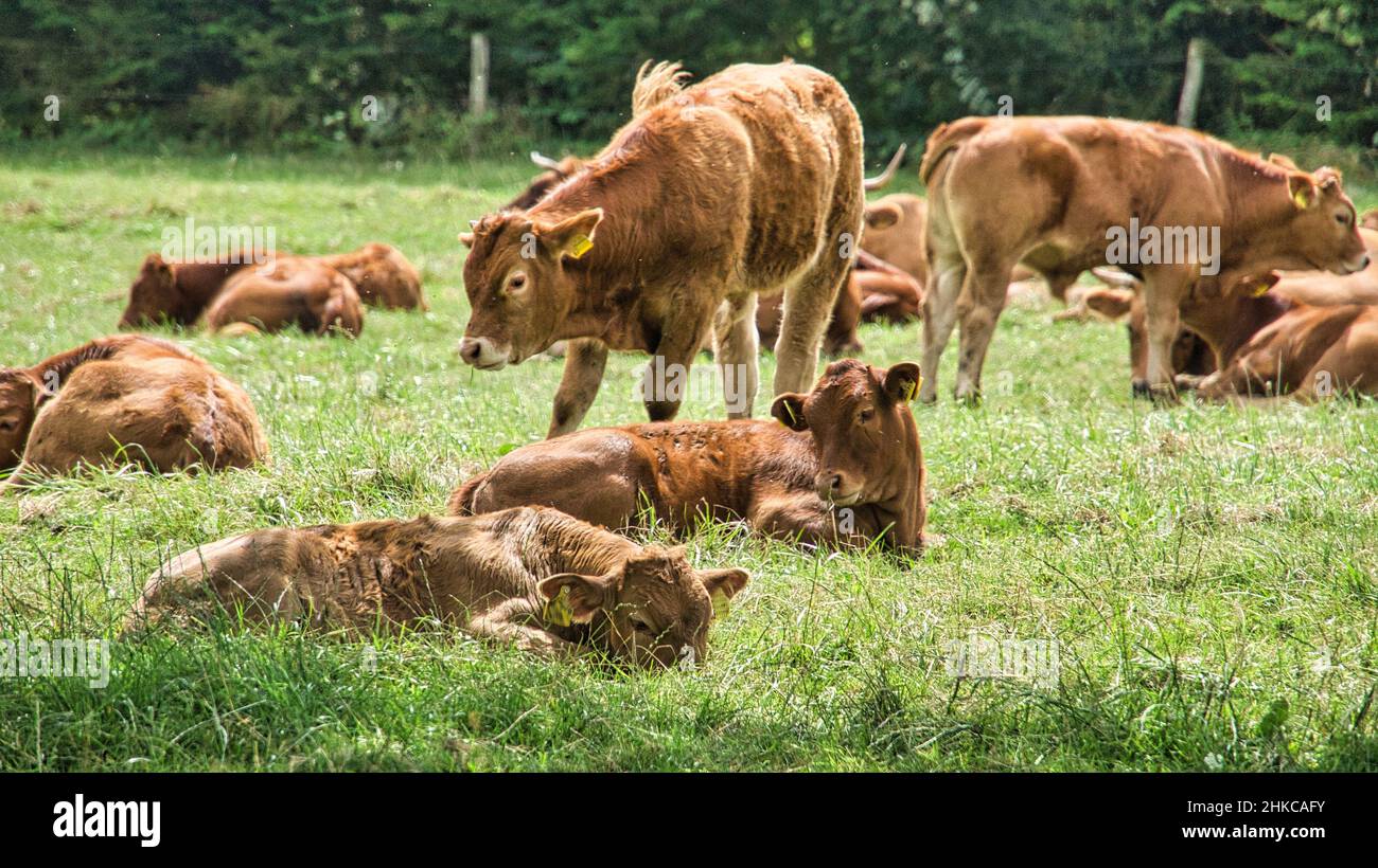 Herd of cows in a meadow. Brown farm animals lying relaxed in the grass ...