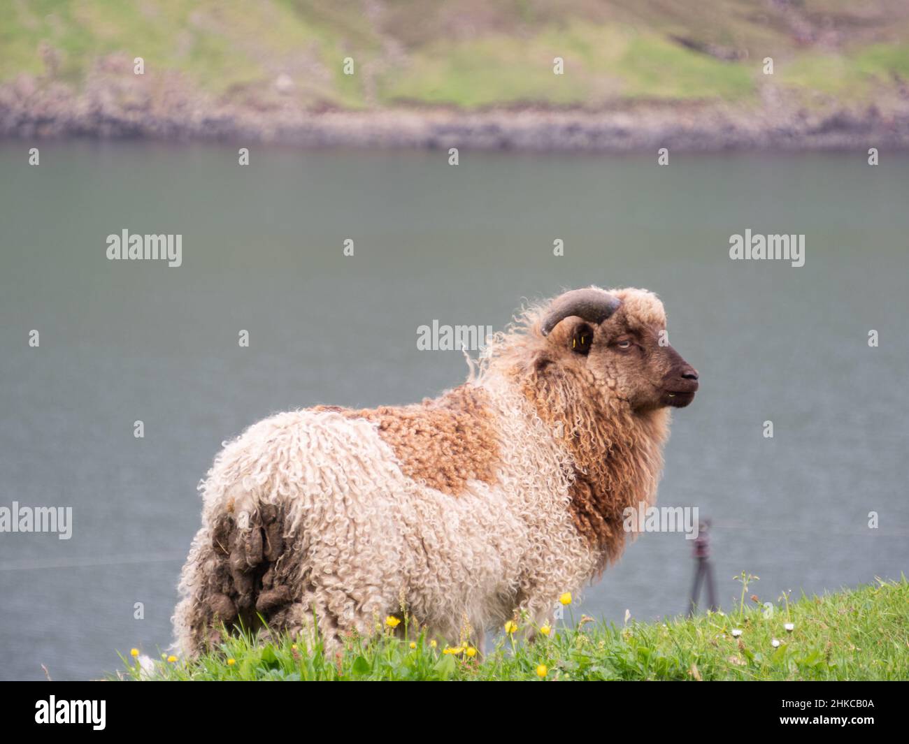 Faroese farming hi-res stock photography and images - Alamy
