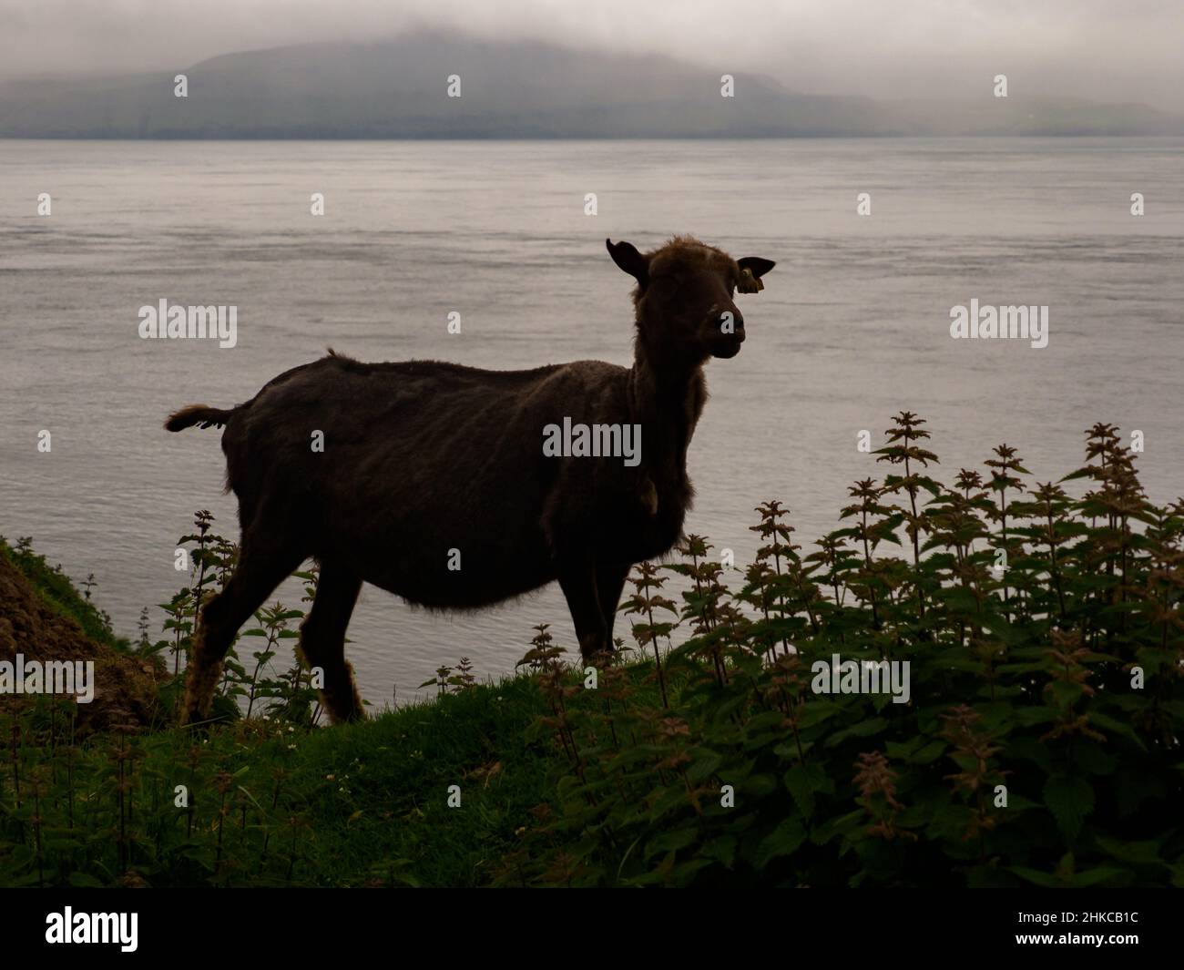 Goat silhouette on a hill hi-res stock photography and images - Alamy