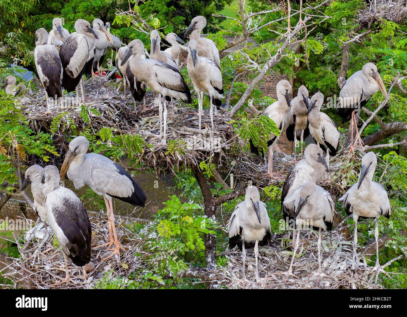 Asian openbill storks with their chicks in nest Stock Photo - Alamy