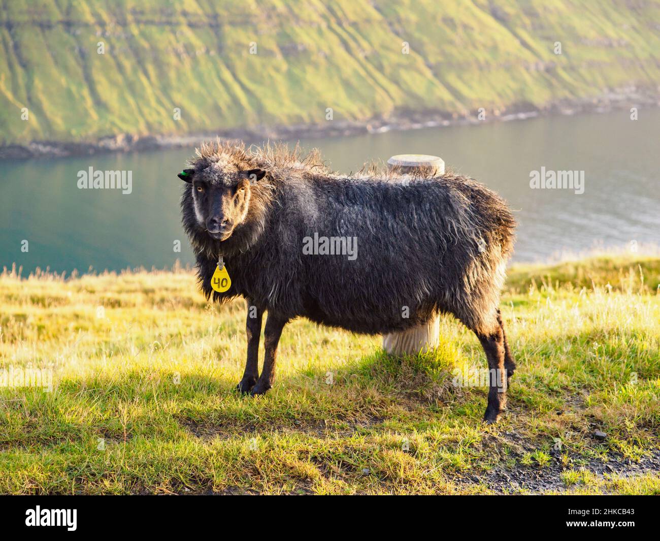 Faroe sheep on on Faroe Islands. It is an autonomous territory within ...
