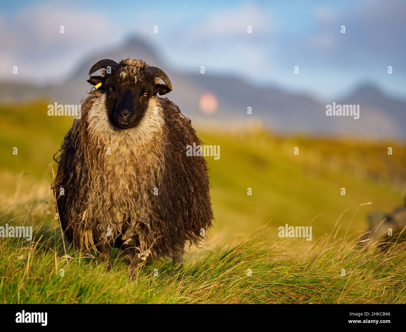 Faroe sheep on on Faroe Islands. It is an autonomous territory within ...