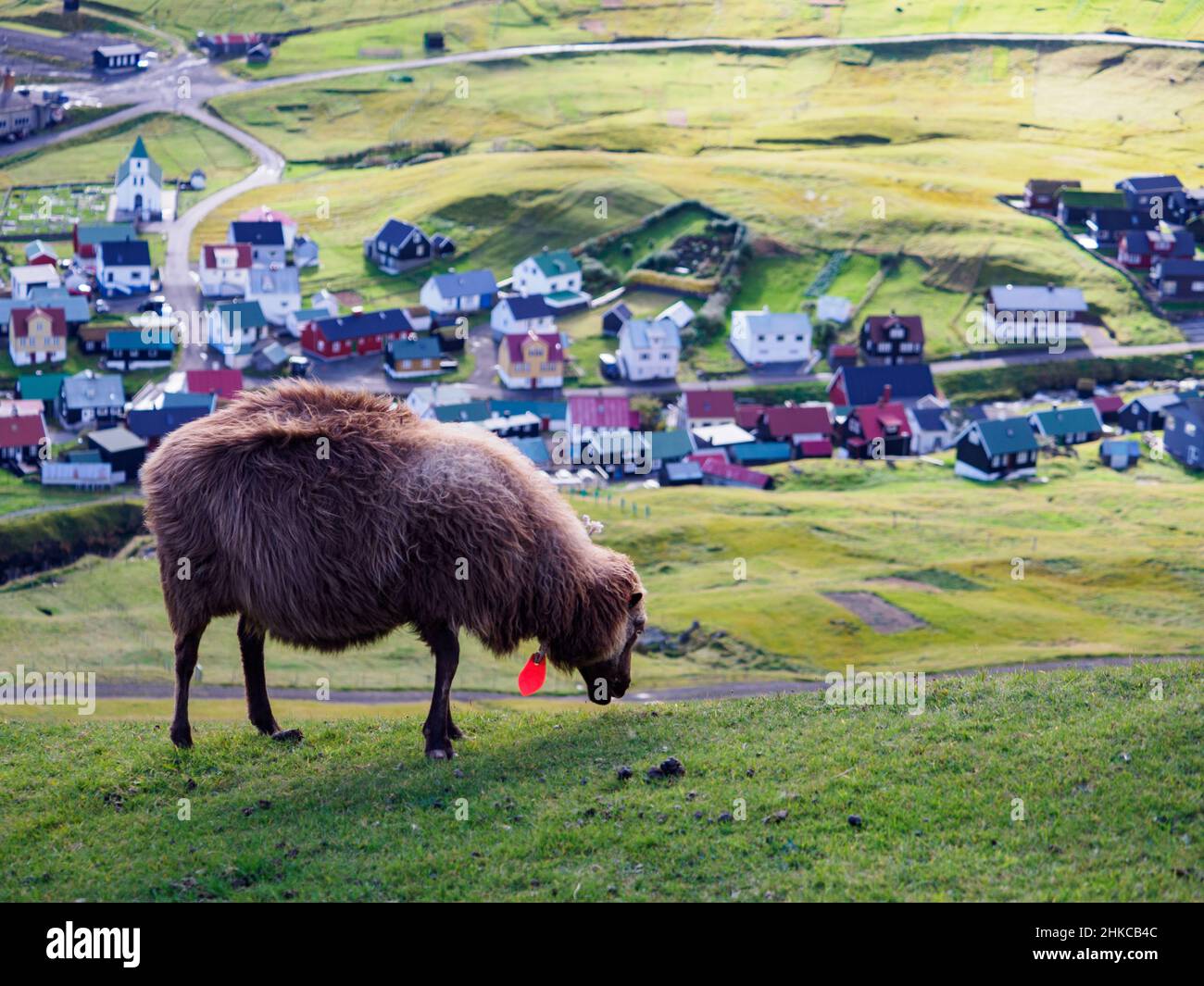 Faroe sheep on on Faroe Islands. It is an autonomous territory within ...