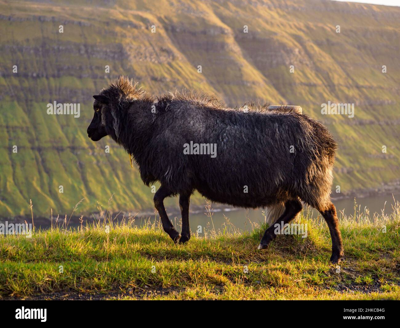 Faroe sheep on on Faroe Islands. It is an autonomous territory within ...