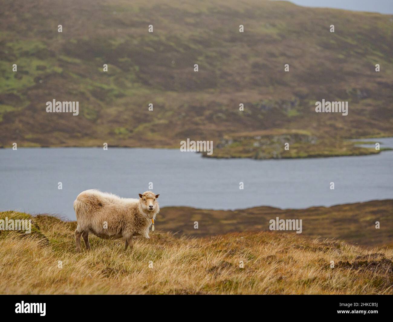 Faroe sheep on on Faroe Islands. It is an autonomous territory within ...