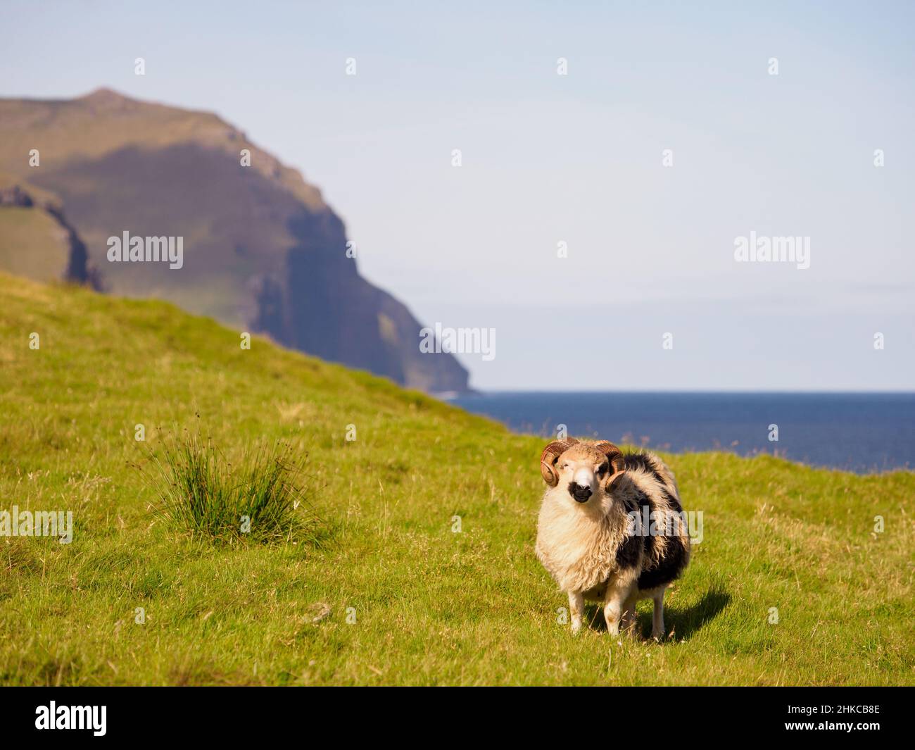 Faroe sheep on on Faroe Islands. It is an autonomous territory within ...