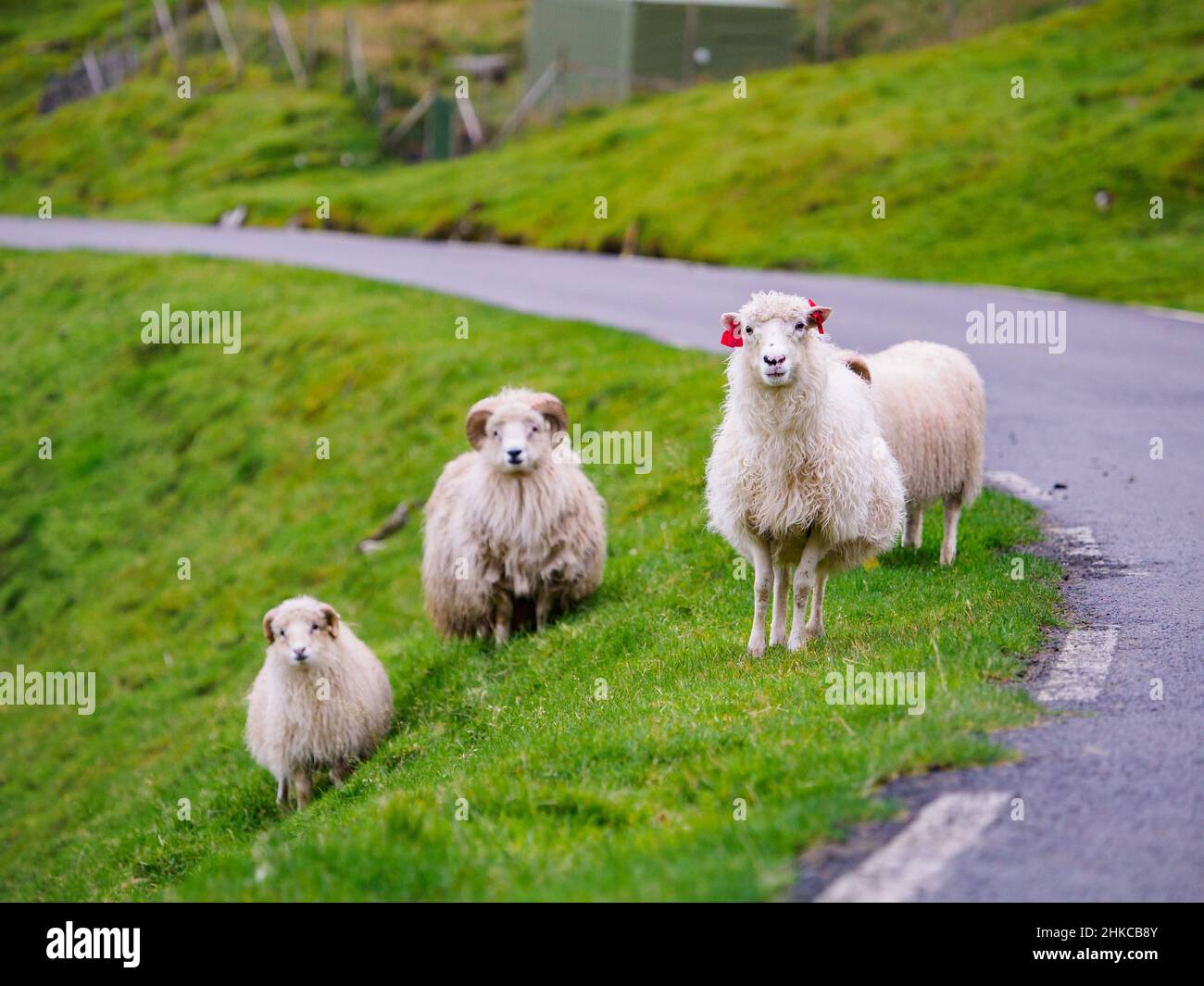 Faroe sheep on on Faroe Islands. It is an autonomous territory within ...
